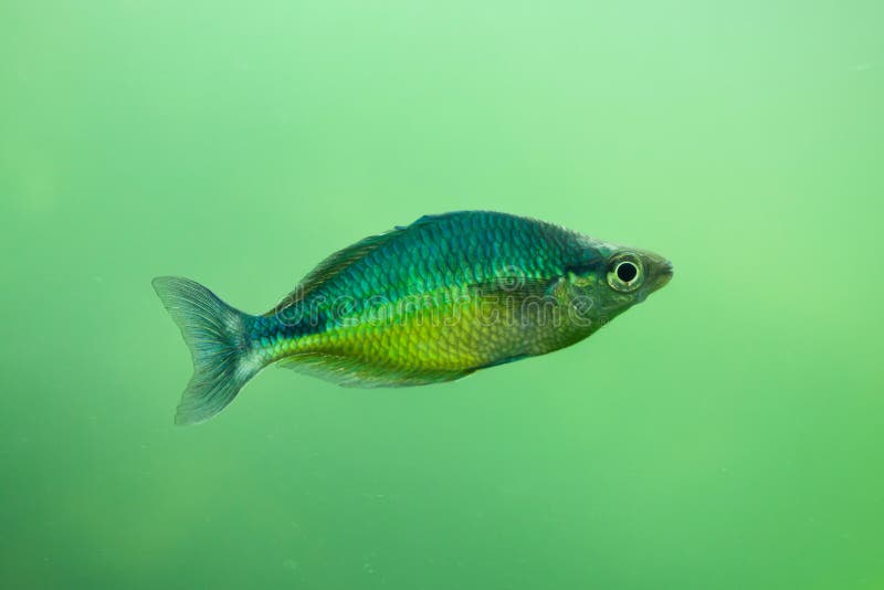 Emerald Rainbow Fish
