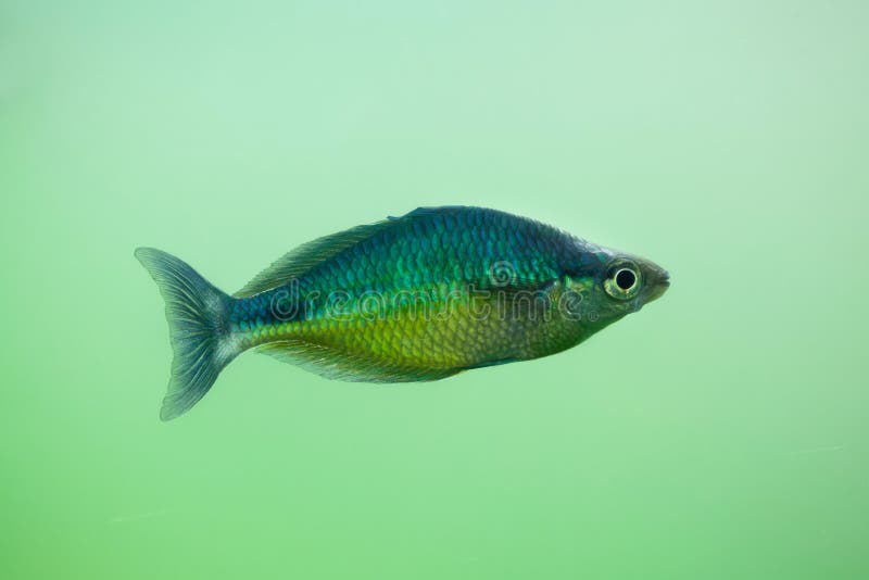 New Guinea Rainbowfish Melanotaenia Affinis Stock Image - Image of swim ...