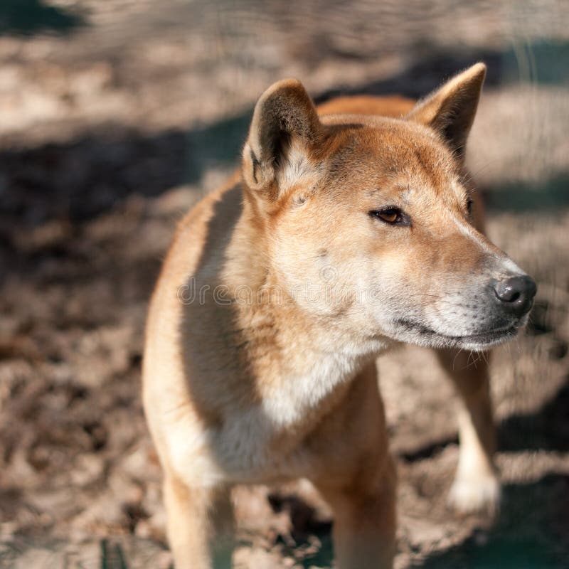 Dingo stock photo. Image of dingo, snarl, australian - 10346374