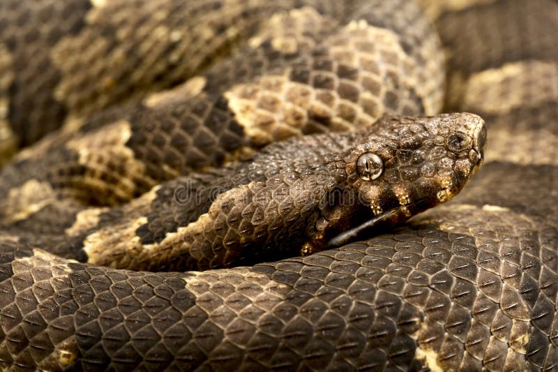 New Guinea Viper Boa (Candoia Aspera) Stock Photo - Image of province ...