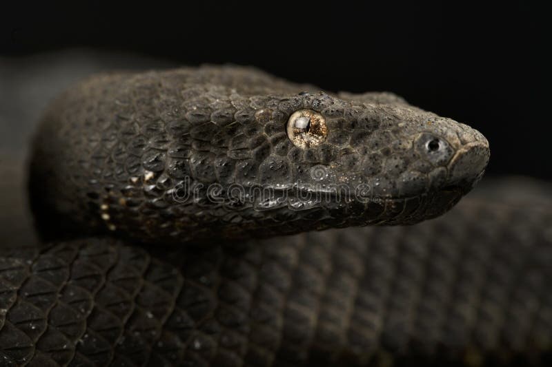 New Guinea Viper Boa (Candoia Aspera) Stock Photo - Image of death ...