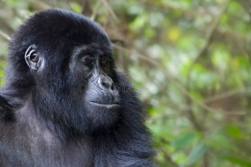Monkey Hairstyle stock photo. Image of rare, sleeping - 2335400