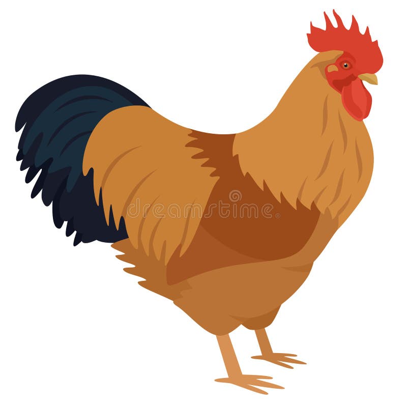 Fat Rooster Stock Illustrations – 222 Fat Rooster Stock Illustrations ...