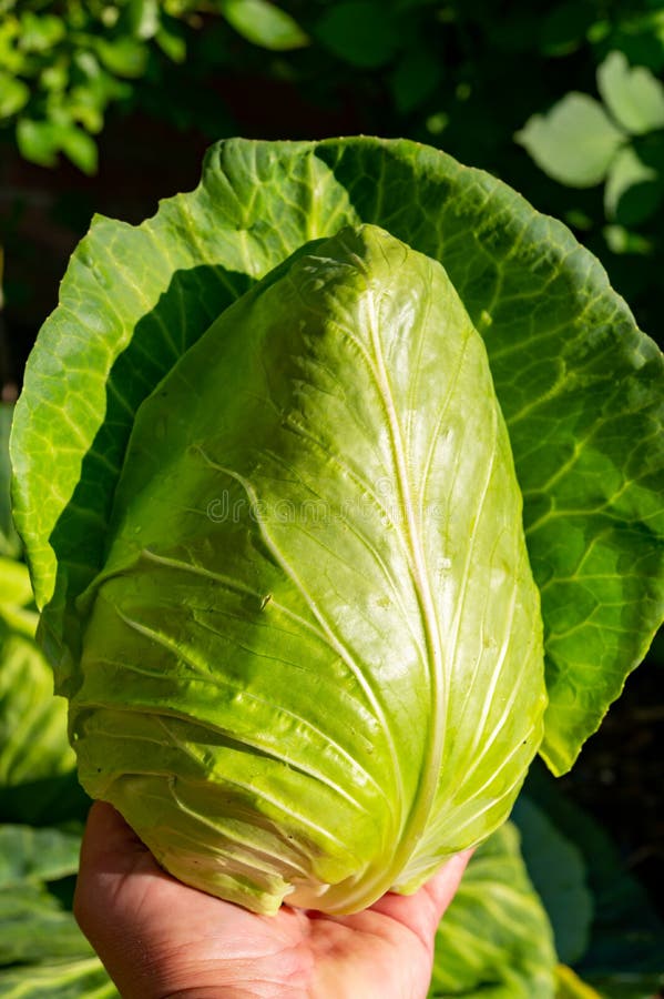 New Harvest of Green-white Cabbage in Garden Stock Image - Image of ...