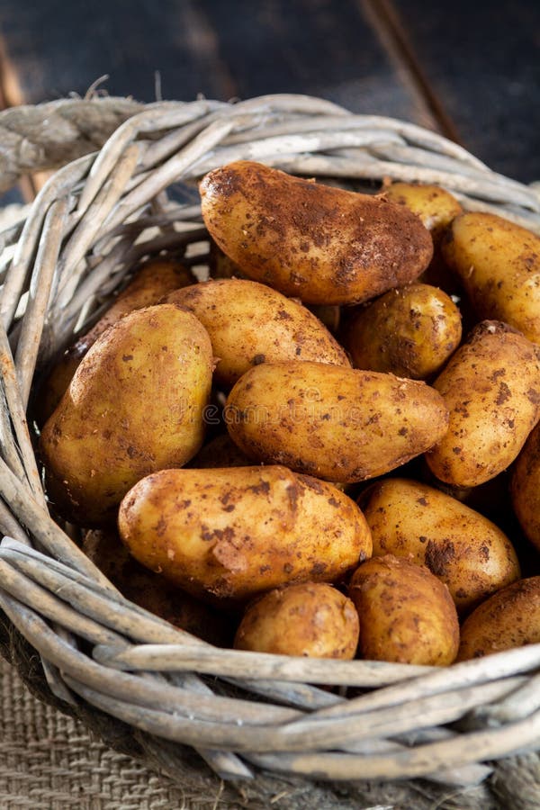 New Harvest Potatoes Not Washed with Soil on Table Stock Image - Image ...