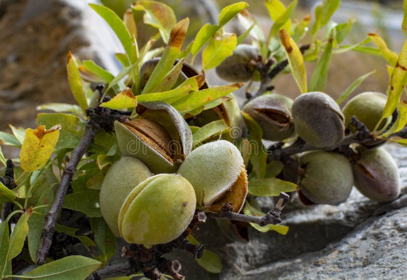 New Harvest of Ripe Almonds Nuts Stock Photo - Image of healthy ...