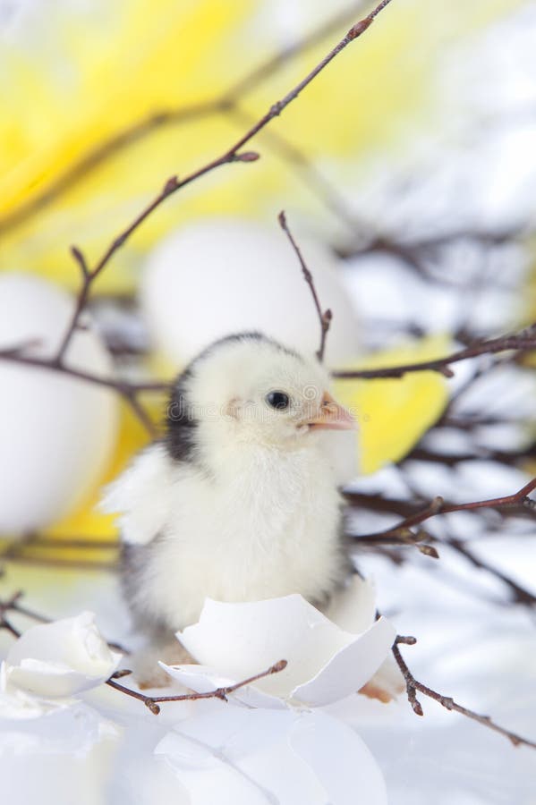 Cute chicken chick bird stock image. Image of protected - 31162293