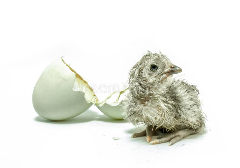 New hatched chicken stock image. Image of cute, nature - 79029437