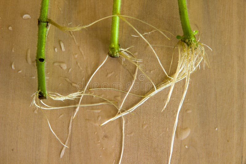 New herb roots stock photo. Image of growth, environmental - 142618128
