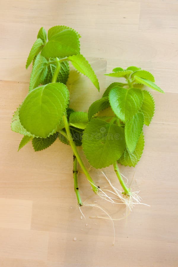 New herb roots stock image. Image of plant, planting - 142618129