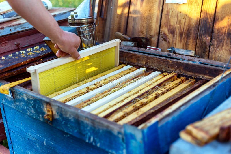 New Honeycomb Frame Insert into the Hive Stock Photo - Image of frame ...
