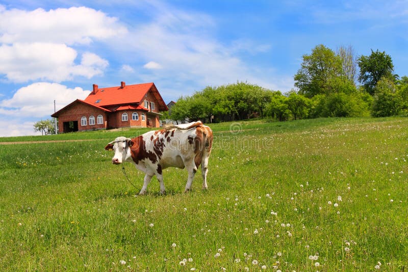 New house and cow stock image. Image of agriculture, grass - 27191809
