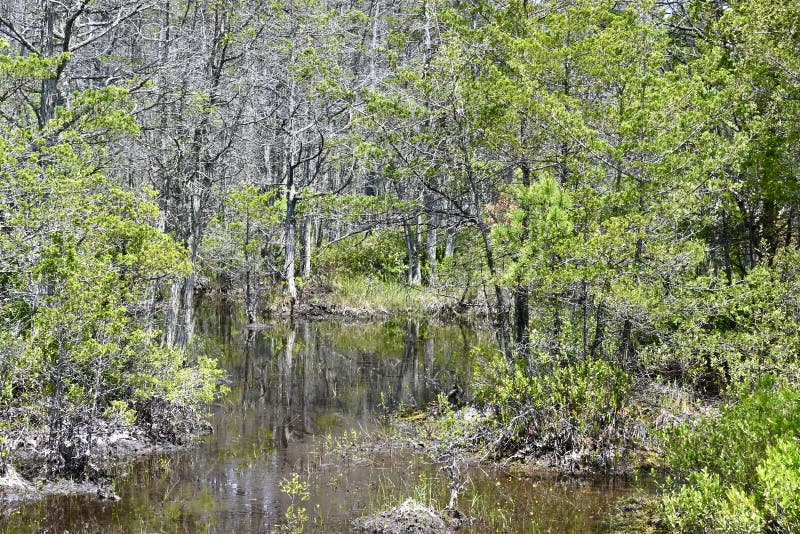 New Jersey Bog stock image. Image of shallow, trees - 249978829