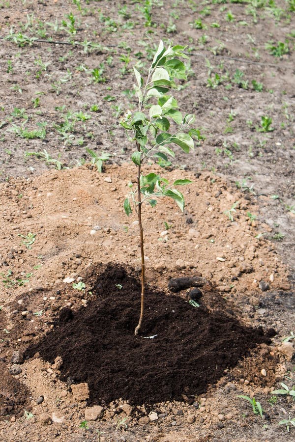 New, Just Planted Apple Tree Stock Photo - Image of garden, nature ...