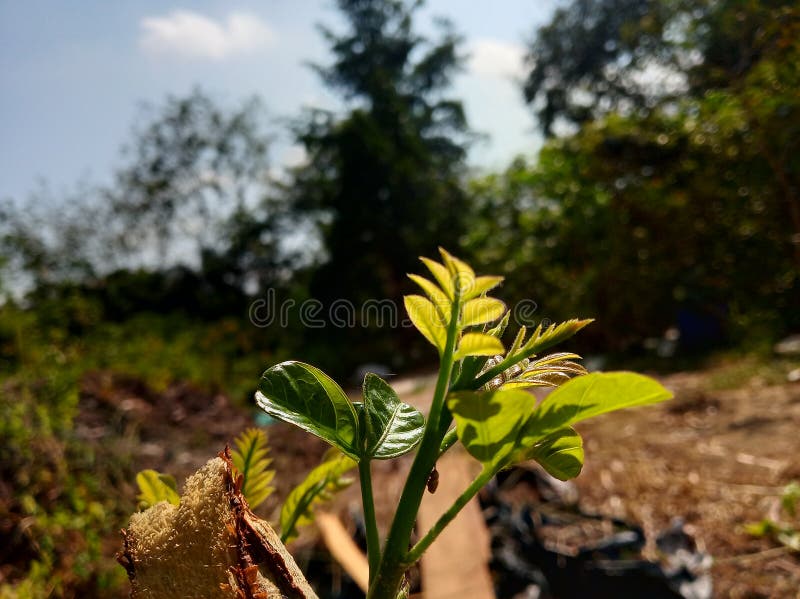 The New Kedondong Tree Shoots Growing Again. Stock Image - Image of ...