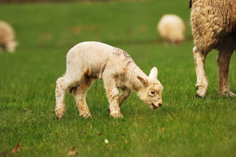 New Lamb stock image. Image of baby, grazing, black, wool - 24546761