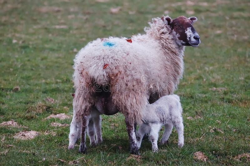 New Lamb and mum stock photo. Image of white, spring - 12705144
