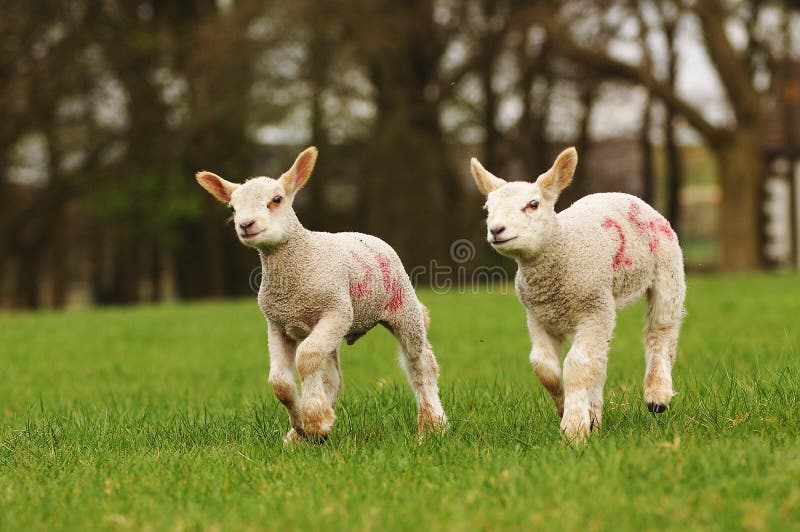Spring Lambs Looking Directly at You Stock Image - Image of forest ...