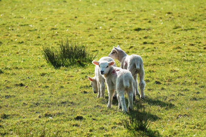 Spring Lambs Looking Directly at You Stock Image - Image of forest ...