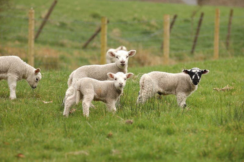 Spring Lambs Looking Directly at You Stock Image - Image of forest ...