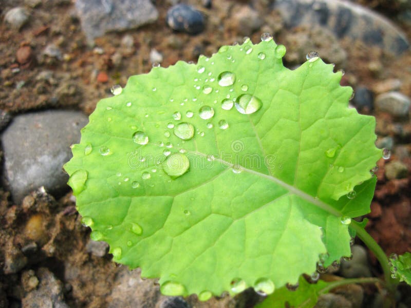 New leaf stock photo. Image of enviroment, leaf, soil - 14879526