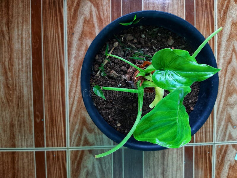 Alocasia cucullata stock image. Image of produce, soil - 267291003