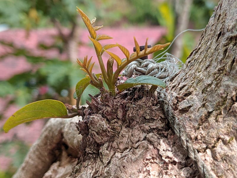 A New Leaf Appears on a Tree Branch Stock Image - Image of leaf ...