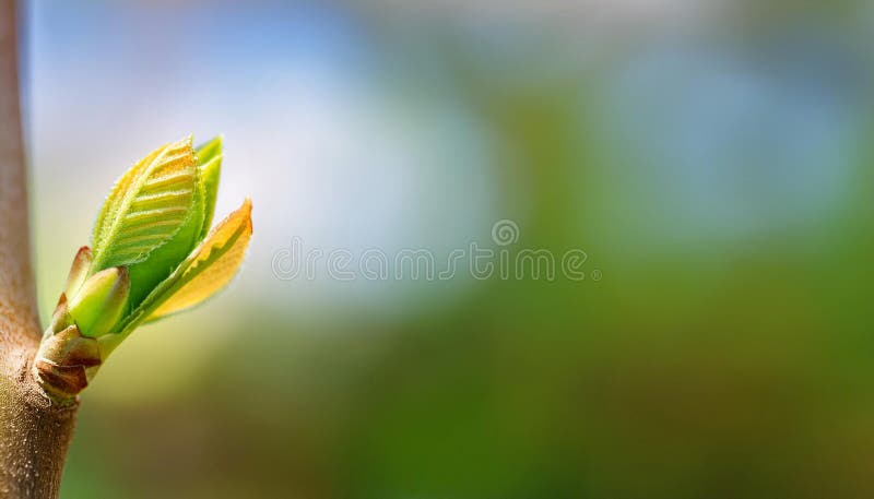 New Leaf Budding on a Tree Branch, Symbolizing Fresh Starts, Growth ...