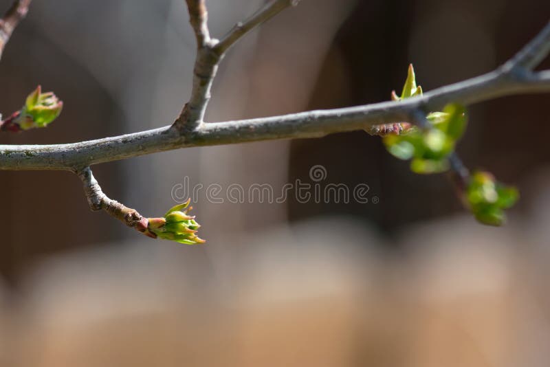 New Leaf Buds on Tree stock image. Image of color, leaves - 208161389