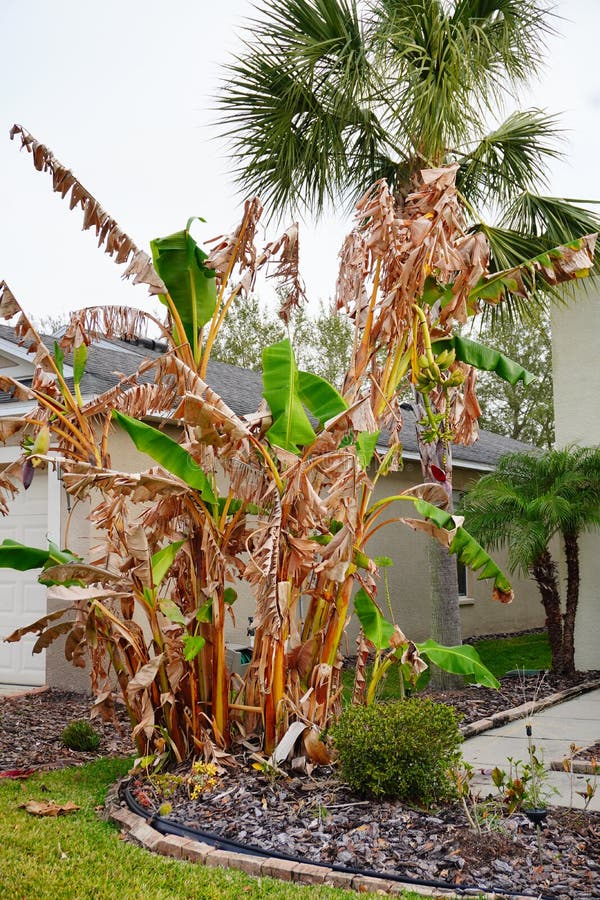 New Leaf from Dead Banana Tree in Spring Stock Photo - Image of grass ...
