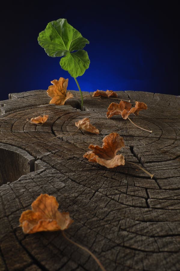 New Leaf Emerging from Decaying Stump Stock Image - Image of stump ...