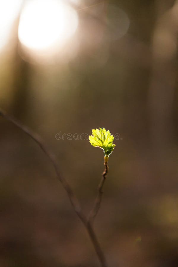 New leaf growing at spring stock photo. Image of twig - 117879310