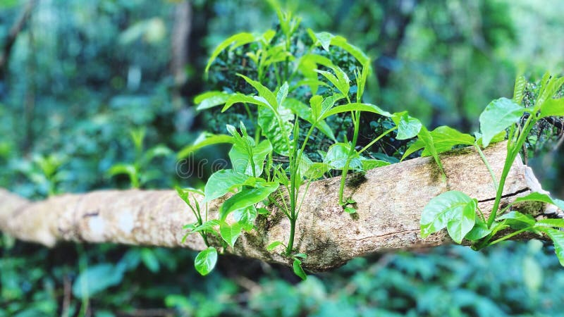Regrowth of tree stock photo. Image of grown, regrowth - 225687398