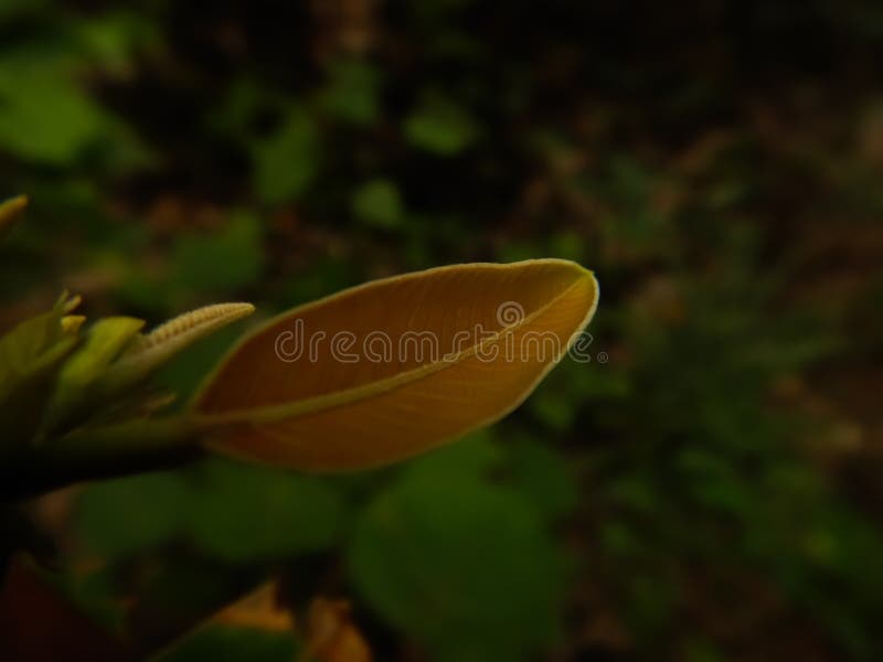 New Leaf Growth of a Plant, Brown Color Leaf Stock Image - Image of ...