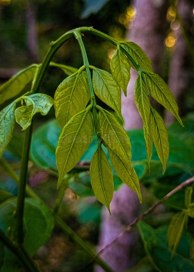 New Leaf of New Life in the Forest . Stock Photo - Image of life, green ...