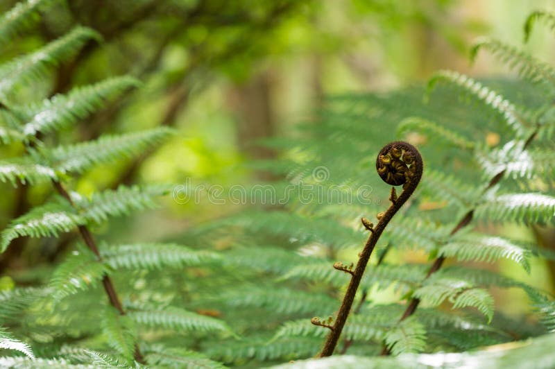 Silver Fern New Zealand stock image. Image of leaf, tree - 21544163