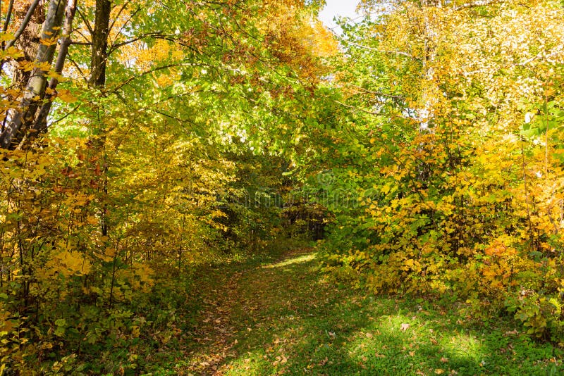New Leaf and Sun Ray. Summer Nature Stock Photo - Image of autumn ...