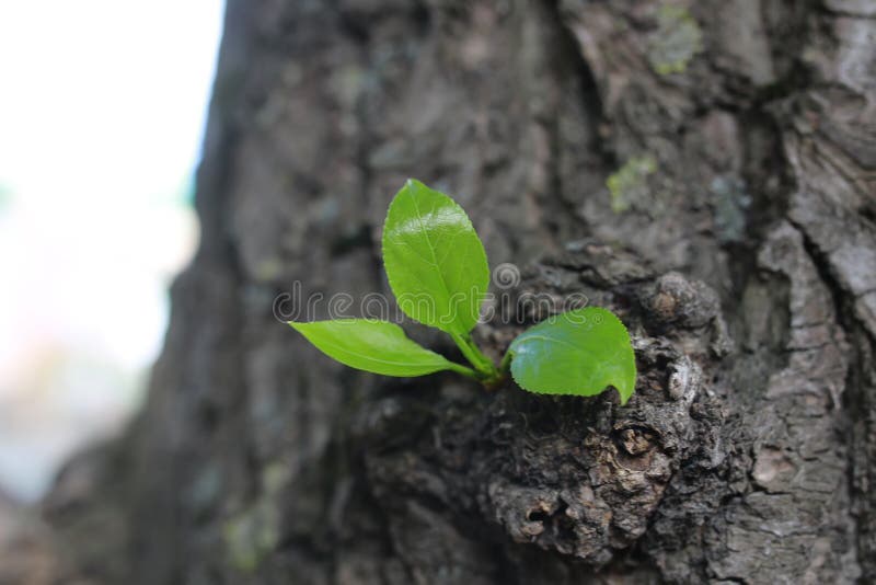 New leaf on tree stock image. Image of bark, freedom - 79133663