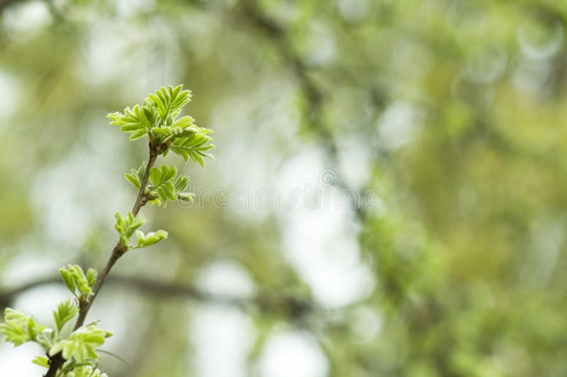 New Leaves stock photo. Image of tree, germinating, beautiful - 14207030