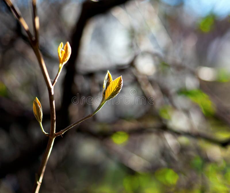 New leaves stock image. Image of bright, yellow, wayfaring - 24582021