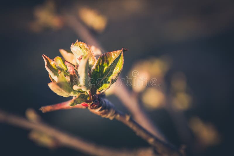New Leaves on Apple Tree in Spring Stock Image - Image of branch ...