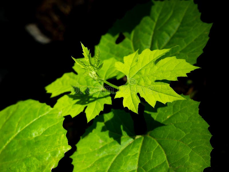 New Leaves of Bitter Gourd Growing Stock Photo - Image of gourd, balsam ...