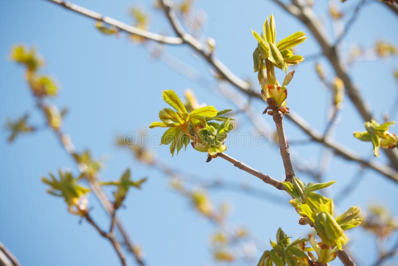 The New Leaves from the Buds on the Trees in Spring Stock Image - Image ...