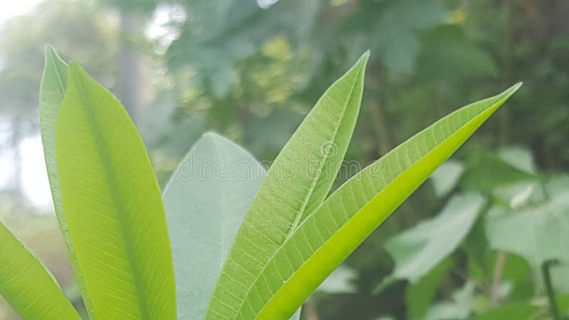 Chatim Tree Stock Photos - Free & Royalty-Free Stock Photos from Dreamstime