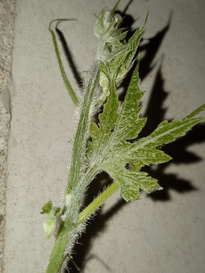 383 Bitter Guard Stock Photos - Free & Royalty-Free Stock Photos from ...