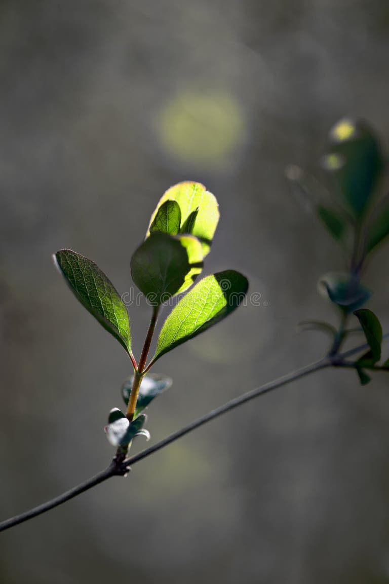 1,231 Tree Sparse Leaves Stock Photos - Free & Royalty-Free Stock ...