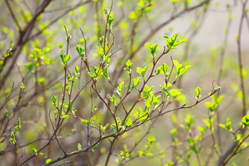 The New Leaves and Flowers in the Spring Stock Image - Image of ...