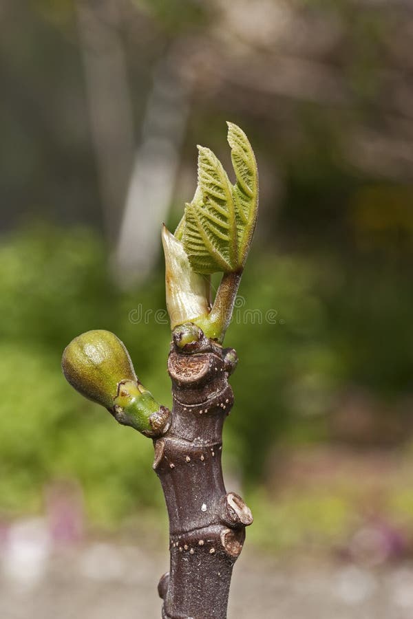 New Growth on a Fig Tree in Spring Stock Photo - Image of somerset ...