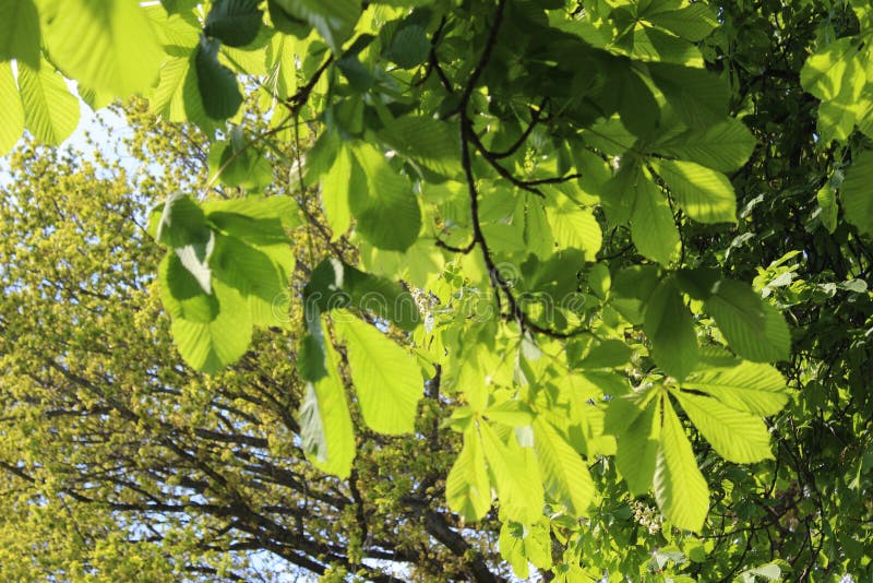 New Leaves Grow on Branches of Trees in Spring Stock Photo - Image of ...
