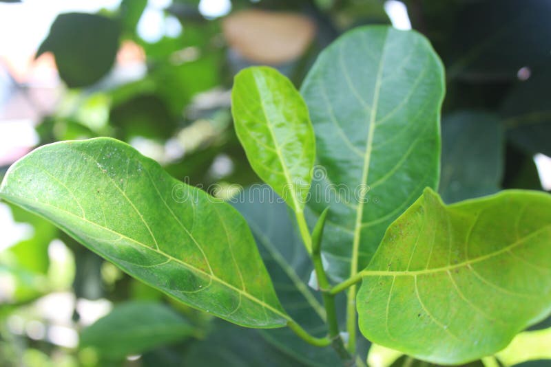 Jackfruit tree leaves stock image. Image of tropical - 242930399